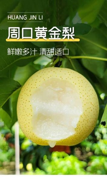 黄金梨的功效与作用_黄金梨能润肺止咳吗-第3张图片-山城妙识 黄金梨的功效与作用_黄金梨能润肺止咳吗-第3张图片-山城妙识