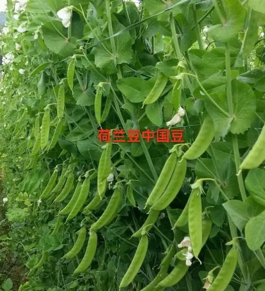 荷兰豆产地哪里最好_荷兰豆主产区有哪些-第1张图片-山城妙识 荷兰豆产地哪里最好_荷兰豆主产区有哪些-第1张图片-山城妙识