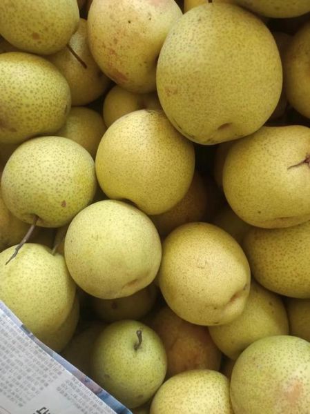 黄金梨的功效与作用_黄金梨能润肺止咳吗-第2张图片-山城妙识 黄金梨的功效与作用_黄金梨能润肺止咳吗-第2张图片-山城妙识