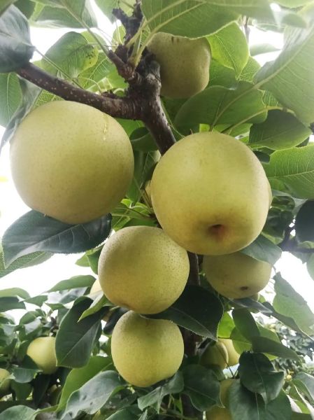 黄金梨的功效与作用_黄金梨能润肺止咳吗-第1张图片-山城妙识 黄金梨的功效与作用_黄金梨能润肺止咳吗-第1张图片-山城妙识