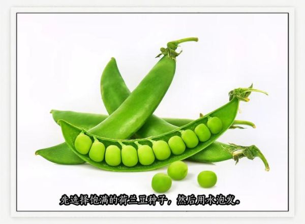 荷兰豆产地哪里最好_荷兰豆主产区有哪些-第3张图片-山城妙识 荷兰豆产地哪里最好_荷兰豆主产区有哪些-第3张图片-山城妙识