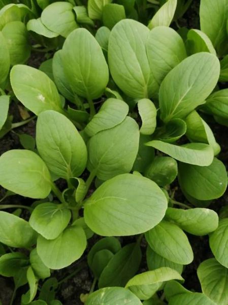 青菜类都有什么菜_常见青菜品种大全-第2张图片-山城妙识