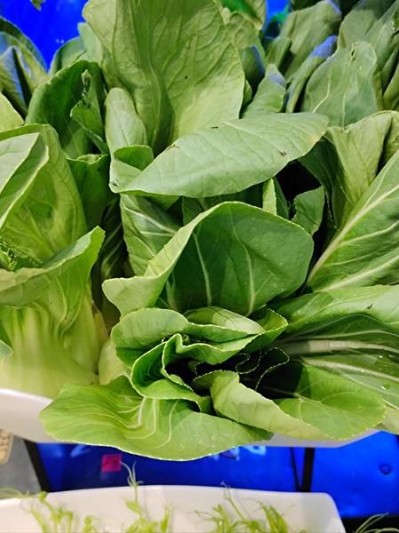 青菜类都有什么菜_常见青菜品种大全-第3张图片-山城妙识