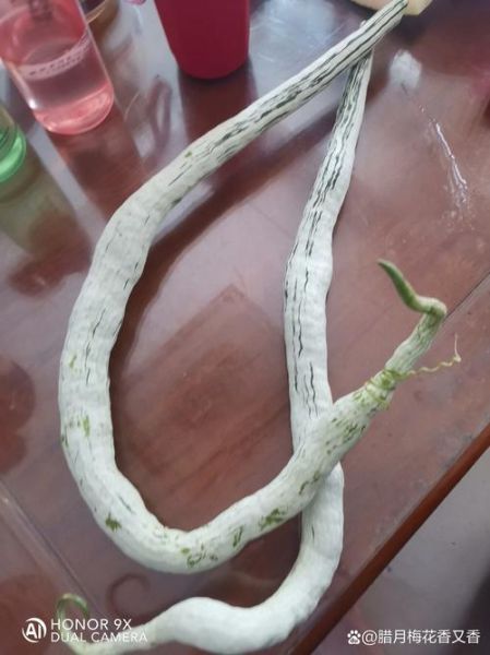 蛇豆角怎么做好吃_蛇豆角的家常做法-第1张图片-山城妙识 蛇豆角怎么做好吃_蛇豆角的家常做法-第1张图片-山城妙识