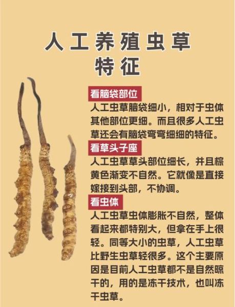 虫草的功效与作用有哪些_虫草主治什么病-第1张图片-山城妙识