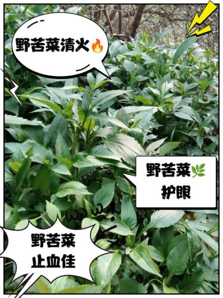 野苦菜的功效与作用_野苦菜什么人不能吃-第3张图片-山城妙识