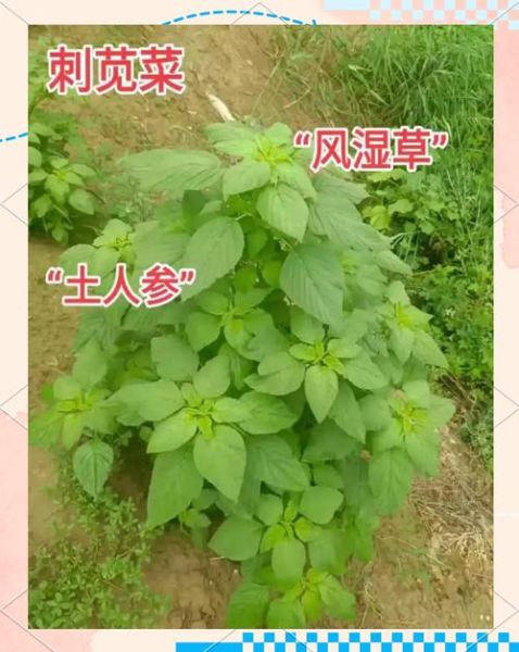 带刺野苋菜的功效与作用_带刺野苋菜怎么吃最好-第1张图片-山城妙识 带刺野苋菜的功效与作用_带刺野苋菜怎么吃最好-第1张图片-山城妙识