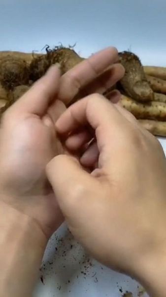 芋头弄得手痒怎么办_快速止痒方法-第1张图片-山城妙识