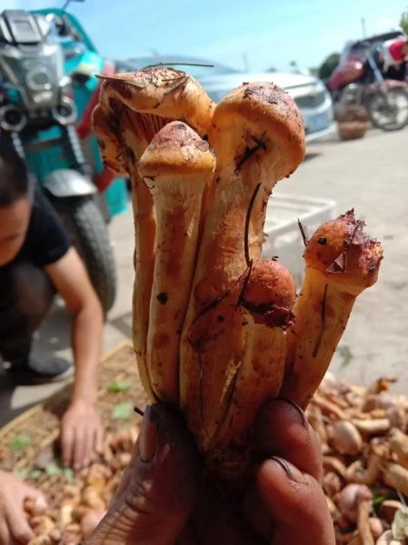 东北食用蘑菇图片大全_东北常见可食用蘑菇有哪些-第1张图片-山城妙识