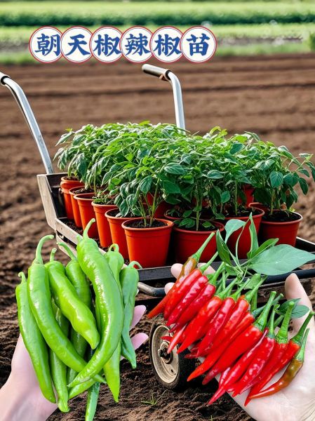 朝天椒怎么种_朝天椒种植技术-第2张图片-山城妙识