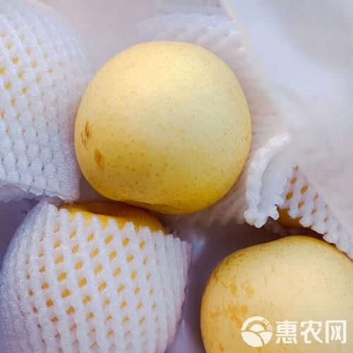 皇冠梨产地在哪里_皇冠梨哪里产的最好吃-第1张图片-山城妙识