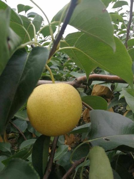 皇冠梨产地在哪里_皇冠梨哪里产的最好吃-第2张图片-山城妙识