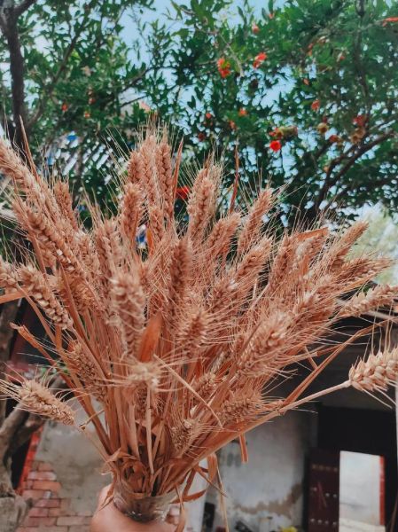 麦穗图片怎么拍好看_麦穗图片拍摄技巧-第1张图片-山城妙识 麦穗图片怎么拍好看_麦穗图片拍摄技巧-第1张图片-山城妙识