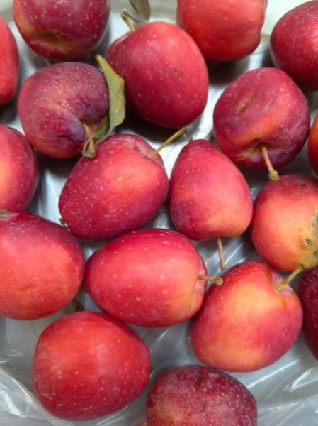 鸡心果是什么_鸡心果好吃吗-第3张图片-山城妙识 鸡心果是什么_鸡心果好吃吗-第3张图片-山城妙识