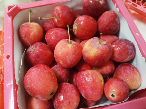 鸡心果是什么_鸡心果好吃吗-第2张图片-山城妙识 鸡心果是什么_鸡心果好吃吗-第2张图片-山城妙识