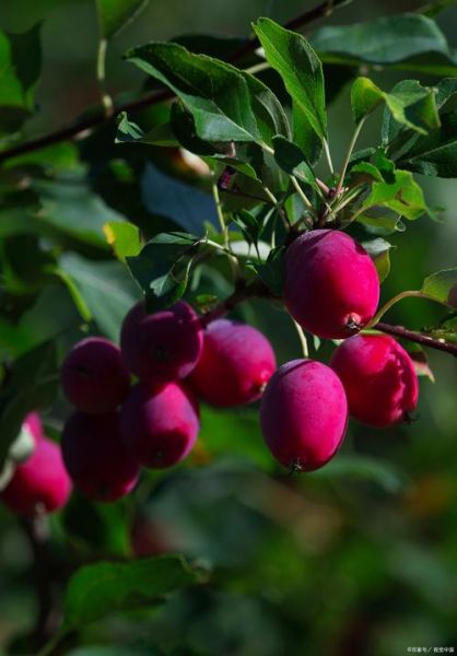 鸡心果是什么_鸡心果好吃吗-第1张图片-山城妙识 鸡心果是什么_鸡心果好吃吗-第1张图片-山城妙识