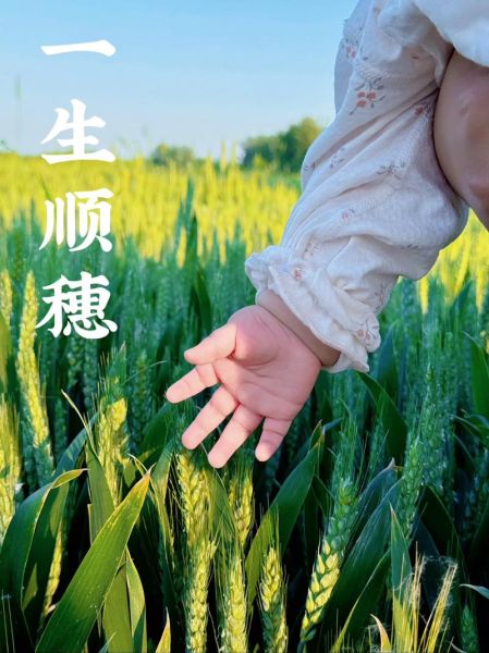 麦穗图片怎么拍好看_麦穗图片拍摄技巧-第2张图片-山城妙识 麦穗图片怎么拍好看_麦穗图片拍摄技巧-第2张图片-山城妙识