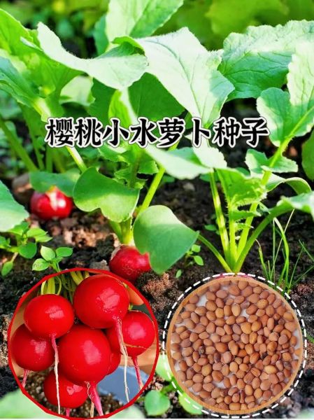 水萝卜图片_如何挑选新鲜水萝卜-第2张图片-山城妙识