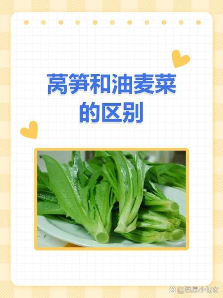 莴苣和油麦菜的区别_哪个更有营养-第1张图片-山城妙识 莴苣和油麦菜的区别_哪个更有营养-第1张图片-山城妙识