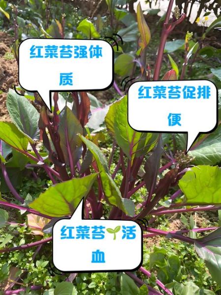 菜苔的功效与作用_菜苔的禁忌人群有哪些-第1张图片-山城妙识 菜苔的功效与作用_菜苔的禁忌人群有哪些-第1张图片-山城妙识