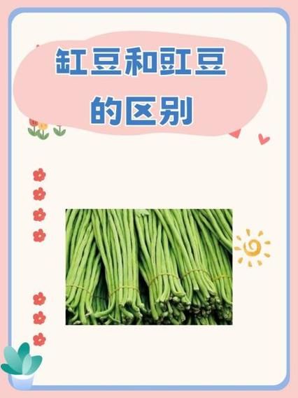 江豆和豇豆的区别_哪个才是日常餐桌主角-第2张图片-山城妙识