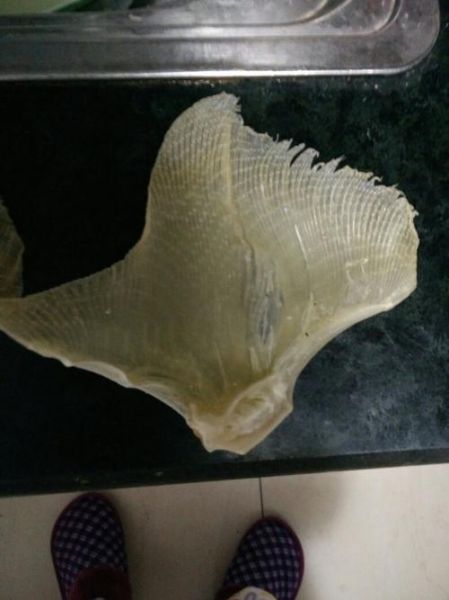 鱼翅是什么样的_鱼翅真假怎么辨别-第2张图片-山城妙识 鱼翅是什么样的_鱼翅真假怎么辨别-第2张图片-山城妙识