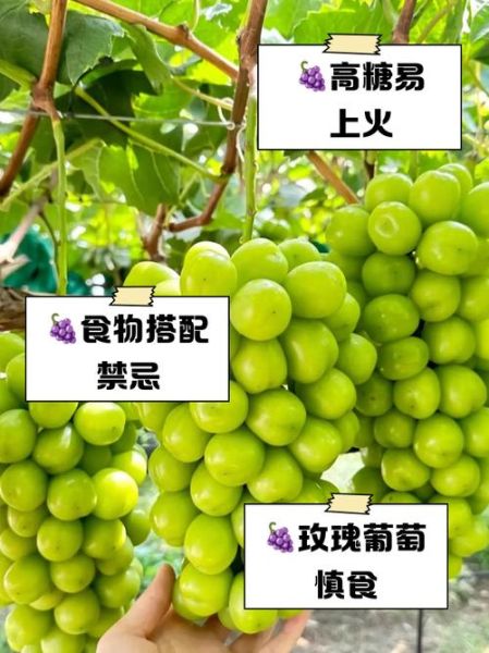 葡萄上火还是降火_吃葡萄会上火吗-第3张图片-山城妙识