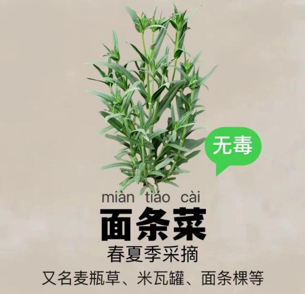 面条菜长什么样_面条菜图片怎么识别-第2张图片-山城妙识