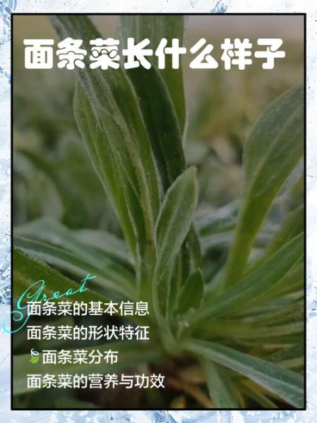 面条菜长什么样_面条菜图片怎么识别-第3张图片-山城妙识