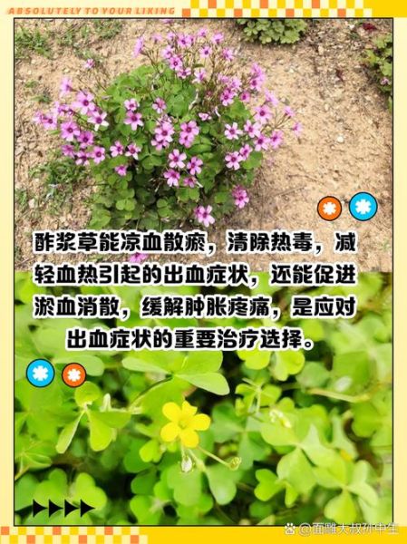 酸浆草怎么养_酸浆草的功效与作用-第1张图片-山城妙识