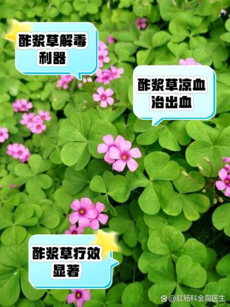 酸浆草怎么养_酸浆草的功效与作用-第2张图片-山城妙识