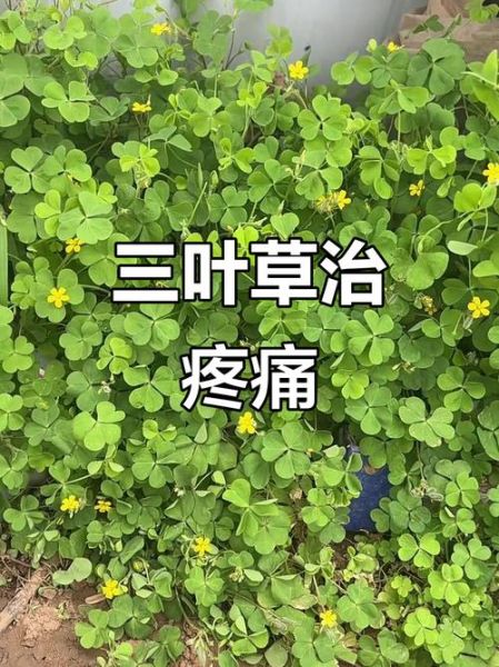 酸浆草怎么养_酸浆草的功效与作用-第3张图片-山城妙识