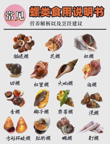 海螺哪里不能吃图解_海螺内脏怎么区分-第2张图片-山城妙识 海螺哪里不能吃图解_海螺内脏怎么区分-第2张图片-山城妙识