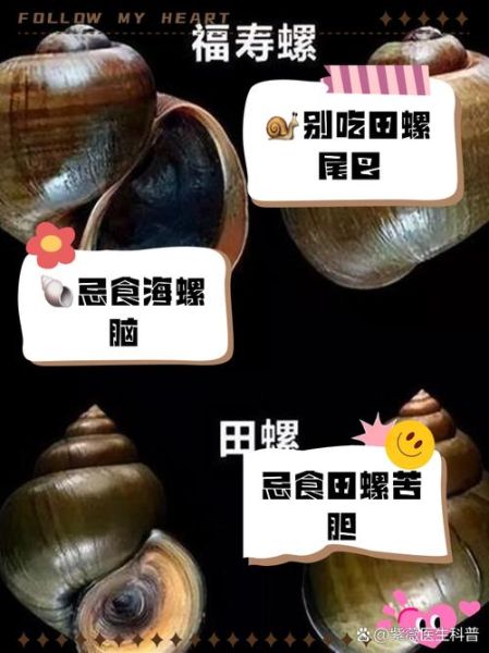海螺哪里不能吃图解_海螺内脏怎么区分-第3张图片-山城妙识 海螺哪里不能吃图解_海螺内脏怎么区分-第3张图片-山城妙识