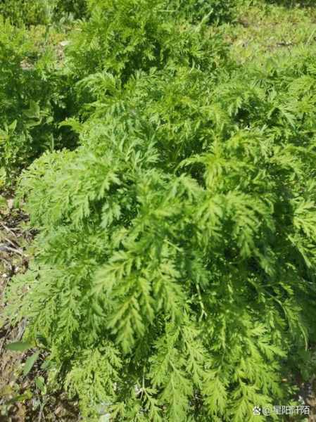青蒿图片大全大图_青蒿长什么样-第3张图片-山城妙识 青蒿图片大全大图_青蒿长什么样-第3张图片-山城妙识