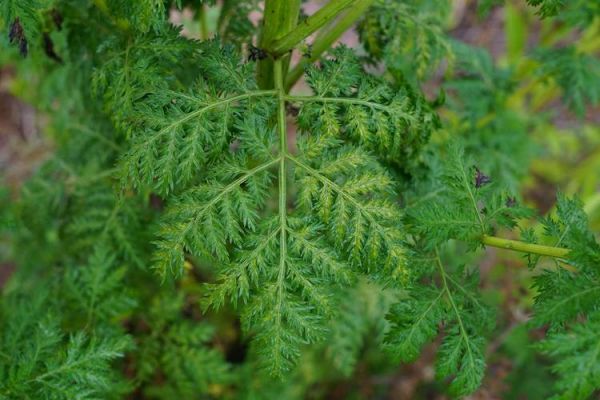 青蒿图片大全大图_青蒿长什么样-第1张图片-山城妙识 青蒿图片大全大图_青蒿长什么样-第1张图片-山城妙识