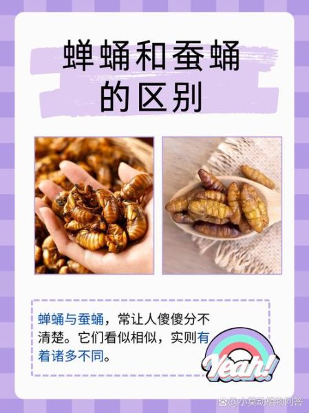 吃蚕蛹有什么好处_蚕蛹的营养价值有哪些-第3张图片-山城妙识
