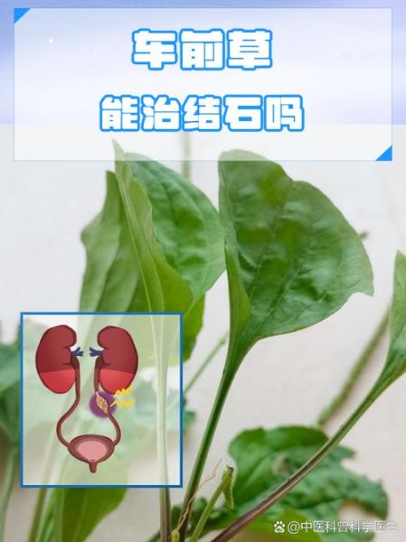 车前草能治前列腺炎吗_车前草治疗前列腺炎效果怎么样-第3张图片-山城妙识 车前草能治前列腺炎吗_车前草治疗前列腺炎效果怎么样-第3张图片-山城妙识