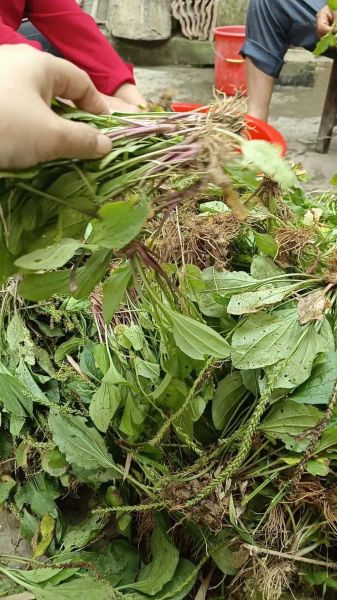 车前草能治前列腺炎吗_车前草治疗前列腺炎效果怎么样-第2张图片-山城妙识 车前草能治前列腺炎吗_车前草治疗前列腺炎效果怎么样-第2张图片-山城妙识