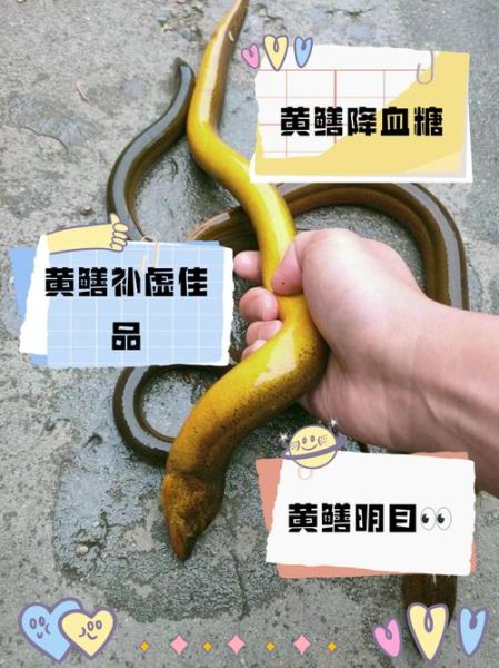 黄鳝的功效与作用_黄鳝怎么吃最补-第1张图片-山城妙识