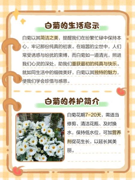 白菊花的花语是什么_白菊花适合送什么人-第1张图片-山城妙识 白菊花的花语是什么_白菊花适合送什么人-第1张图片-山城妙识