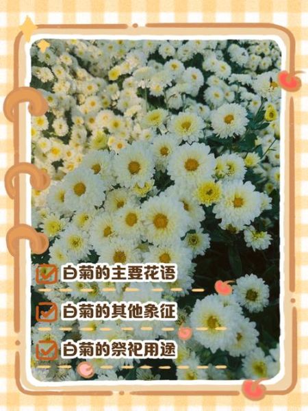 白菊花的花语是什么_白菊花适合送什么人-第2张图片-山城妙识 白菊花的花语是什么_白菊花适合送什么人-第2张图片-山城妙识