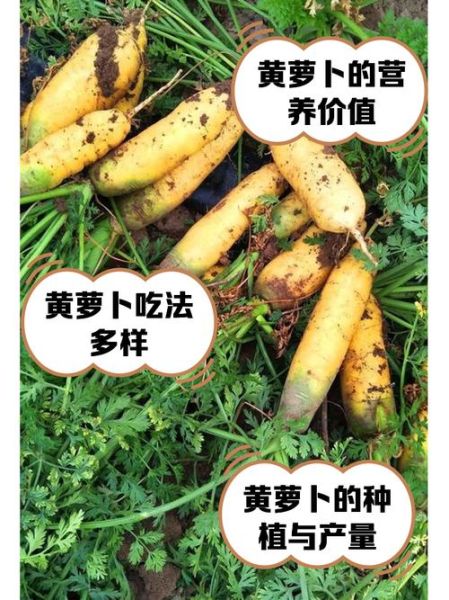 黄萝卜的营养价值_黄萝卜怎么做好吃-第2张图片-山城妙识
