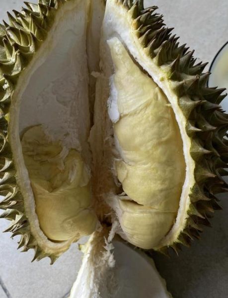 榴莲怎么开三角口_榴莲三角口正确开法-第2张图片-山城妙识 榴莲怎么开三角口_榴莲三角口正确开法-第2张图片-山城妙识