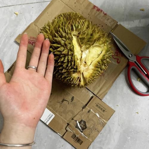 榴莲怎么开三角口_榴莲三角口正确开法-第1张图片-山城妙识 榴莲怎么开三角口_榴莲三角口正确开法-第1张图片-山城妙识