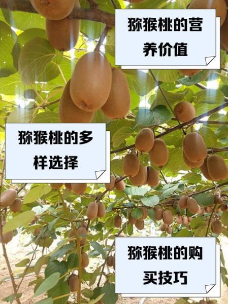 黄金果猕猴桃好吃吗_黄金果猕猴桃怎么挑-第1张图片-山城妙识