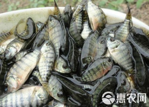 红罗非鱼图片_红罗非鱼怎么养-第2张图片-山城妙识 红罗非鱼图片_红罗非鱼怎么养-第2张图片-山城妙识