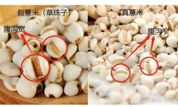 薏苡仁长什么样_薏苡仁图片真假辨别-第2张图片-山城妙识
