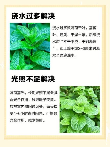 薄荷叶晒干后怎么保存_薄荷叶晒干后有什么用途-第1张图片-山城妙识 薄荷叶晒干后怎么保存_薄荷叶晒干后有什么用途-第1张图片-山城妙识