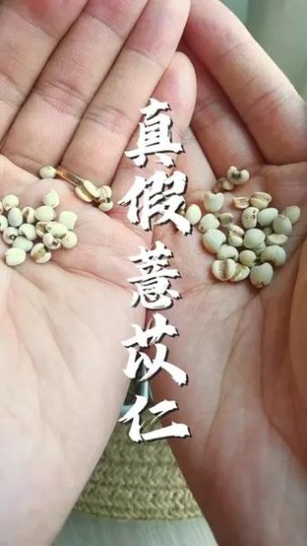 薏苡仁长什么样_薏苡仁图片真假辨别-第3张图片-山城妙识